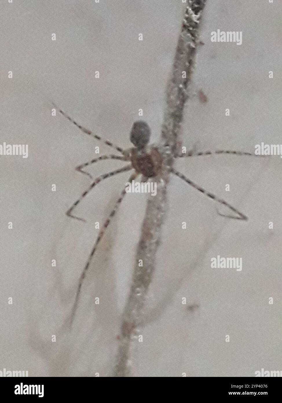 Globula hi-res stock photography and images - Alamy