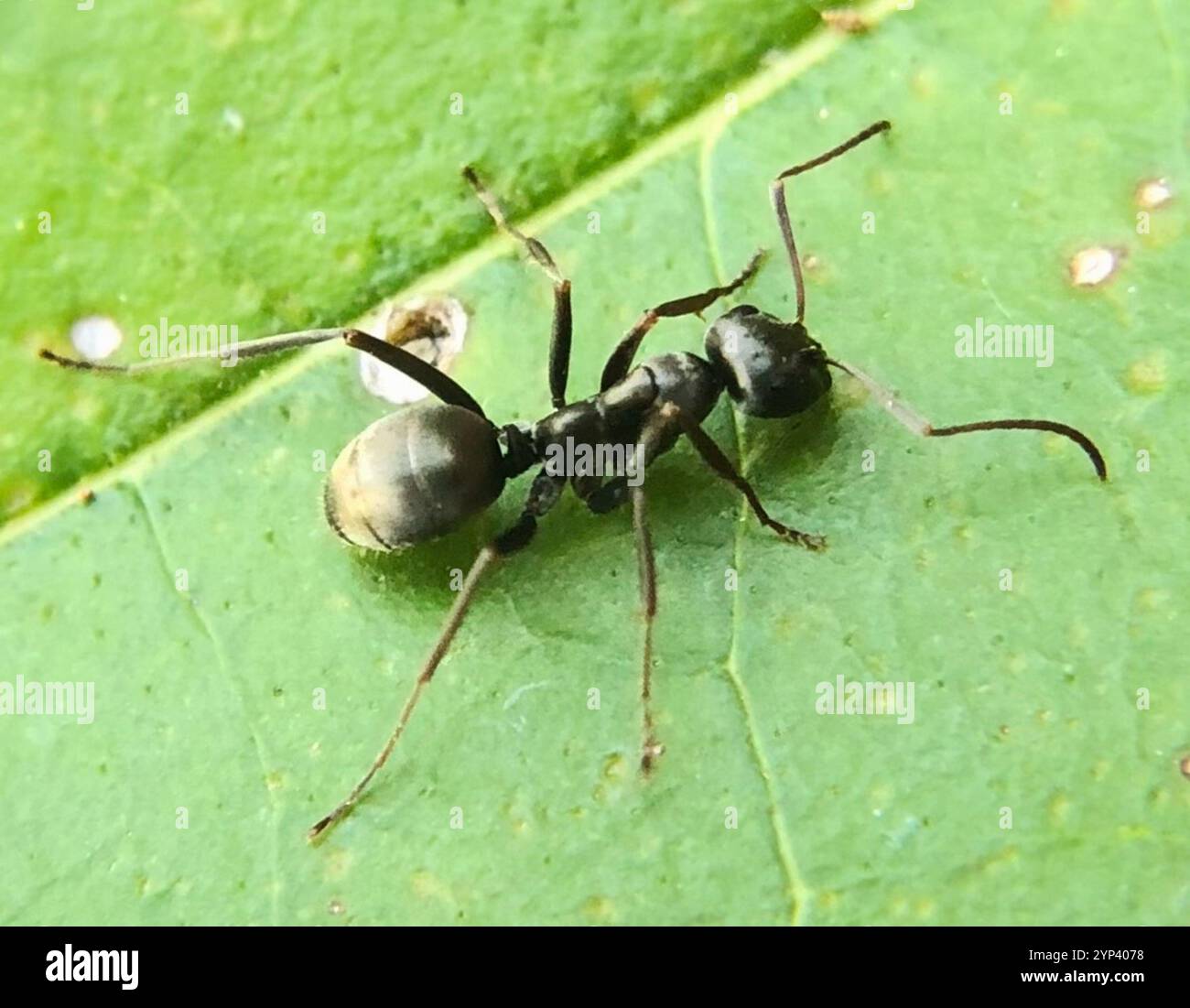 Silky Field Ant (Formica subsericea Stock Photo - Alamy