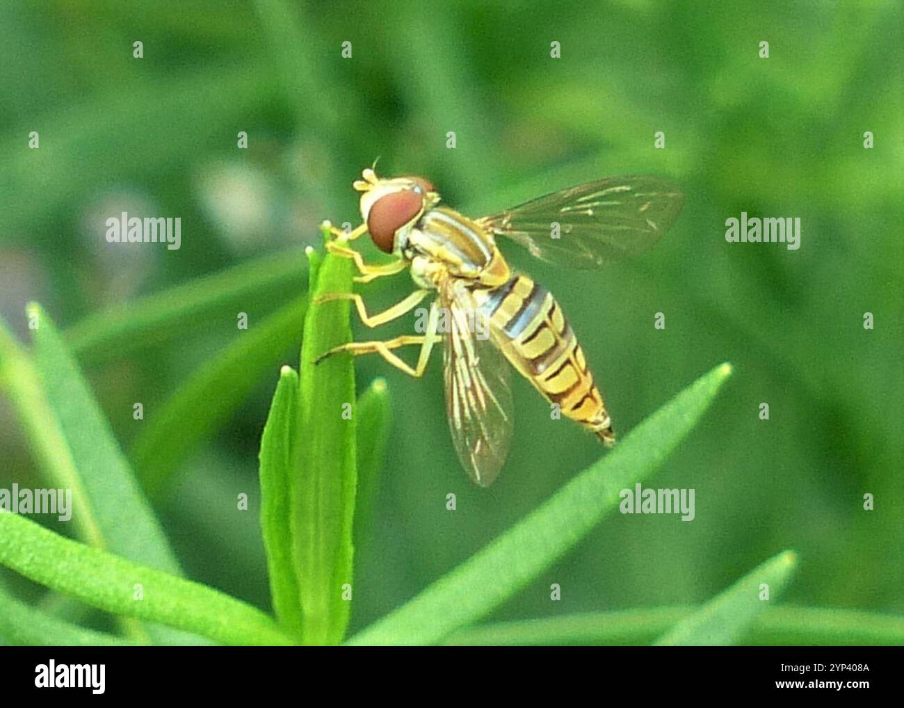 Maize calligrapher hi-res stock photography and images - Alamy