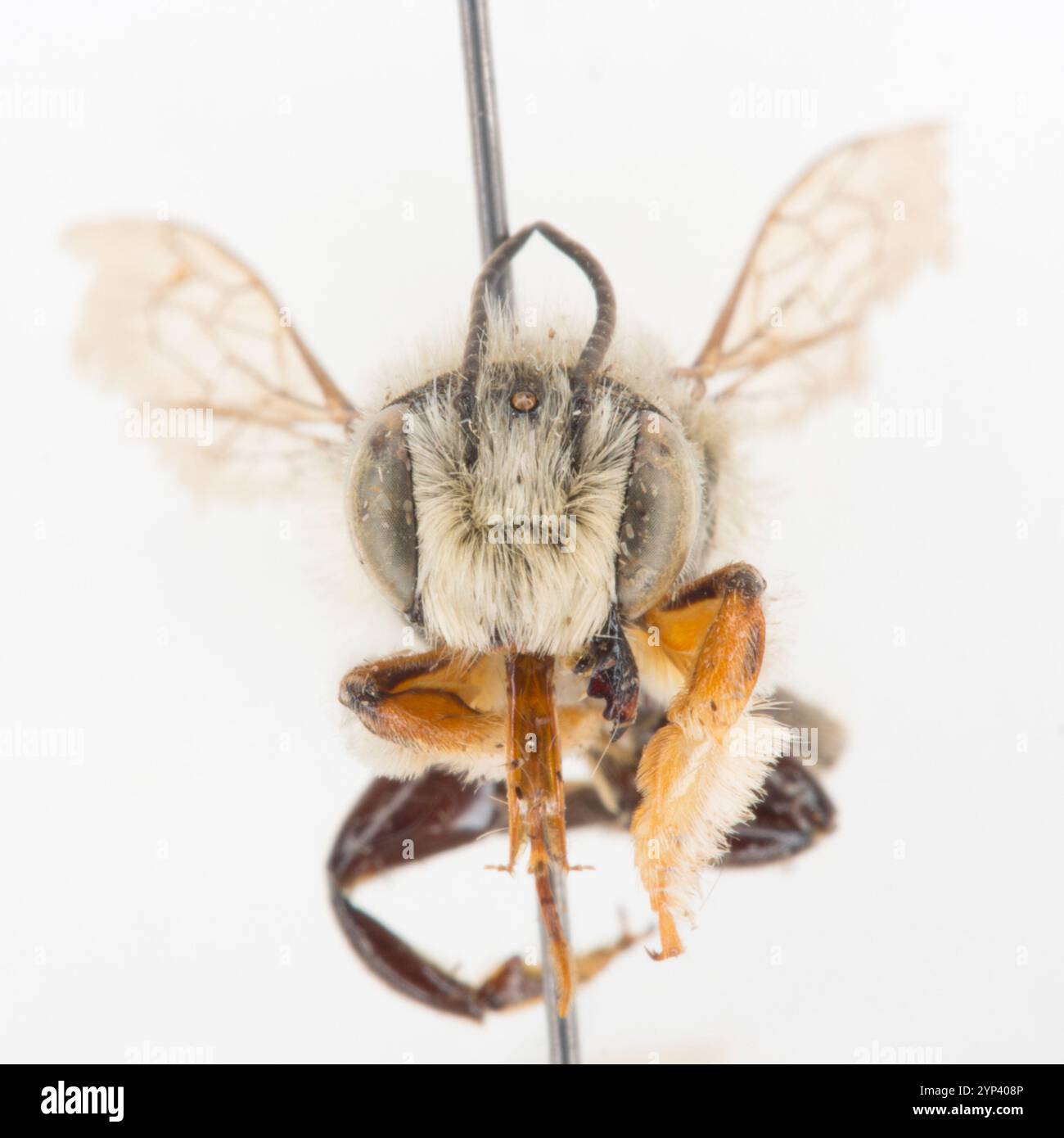 Western Leafcutter Bee (Megachile perihirta Stock Photo - Alamy