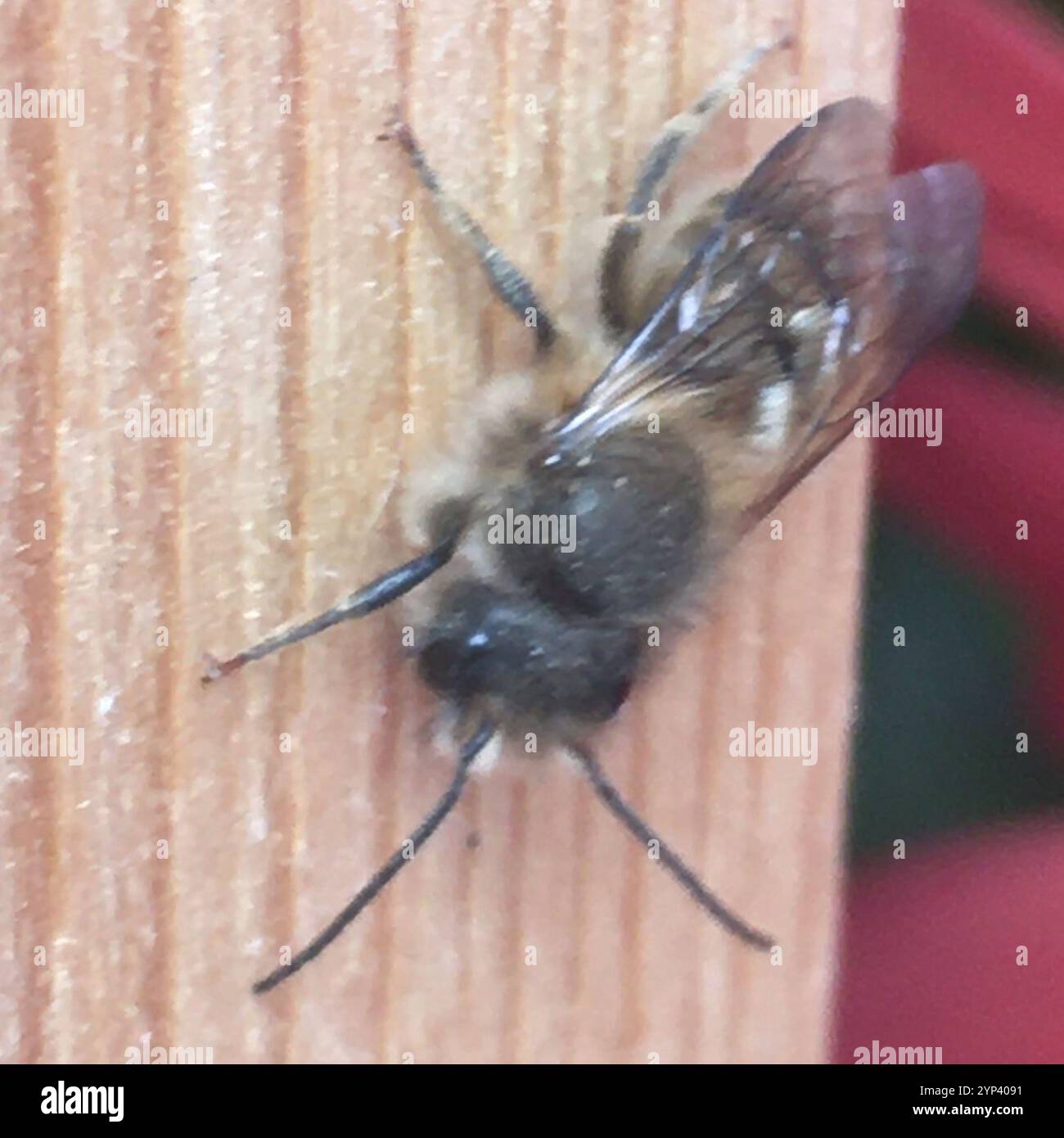 Horn-faced Mason Bee (Osmia cornifrons Stock Photo - Alamy