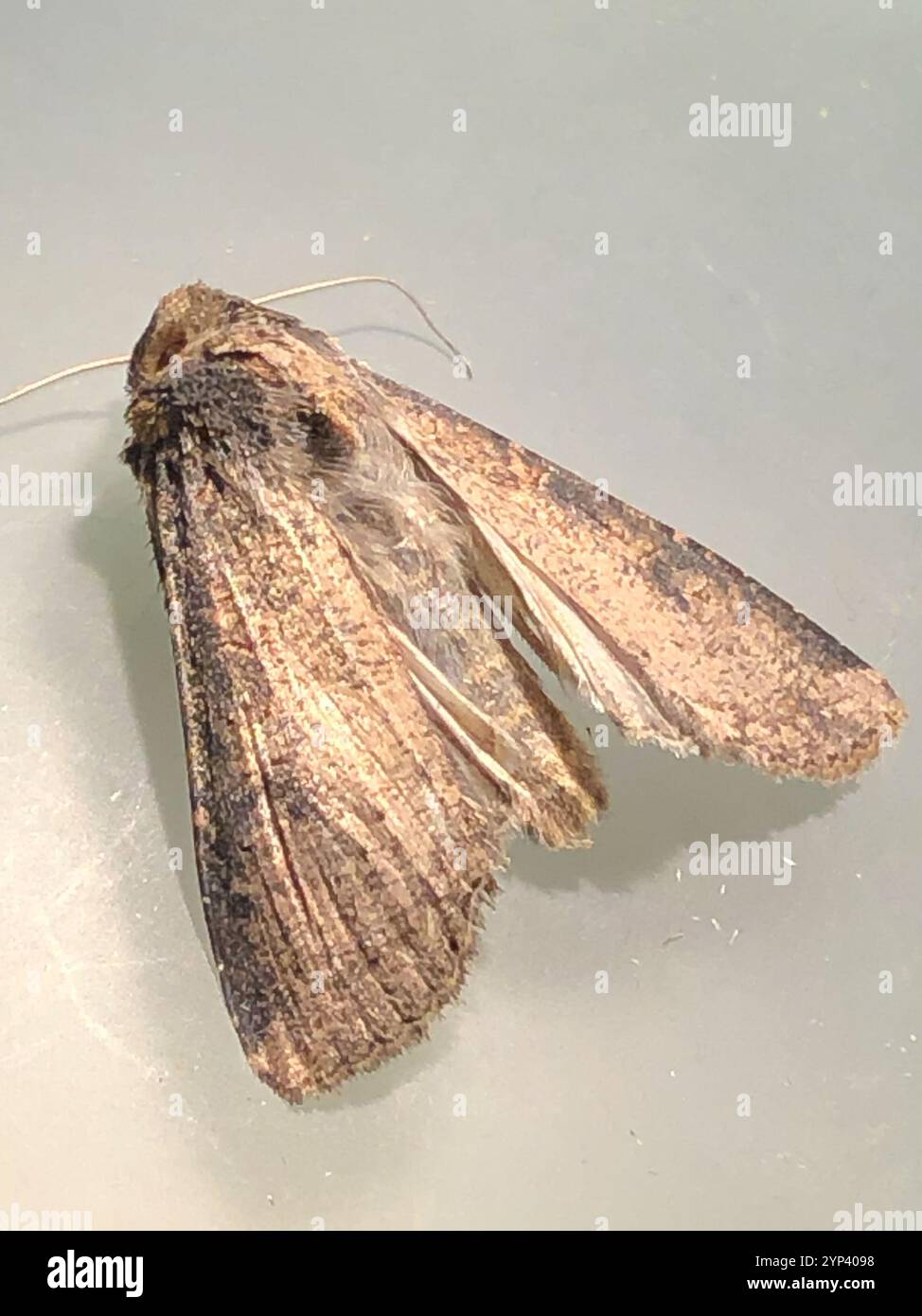Variegated Cutworm Moth (Peridroma saucia Stock Photo - Alamy