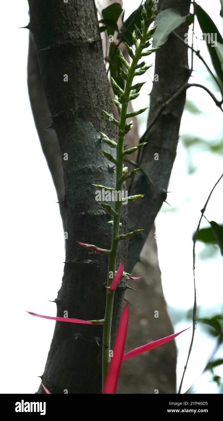 vase bromeliad (Aechmea bracteata Stock Photo - Alamy