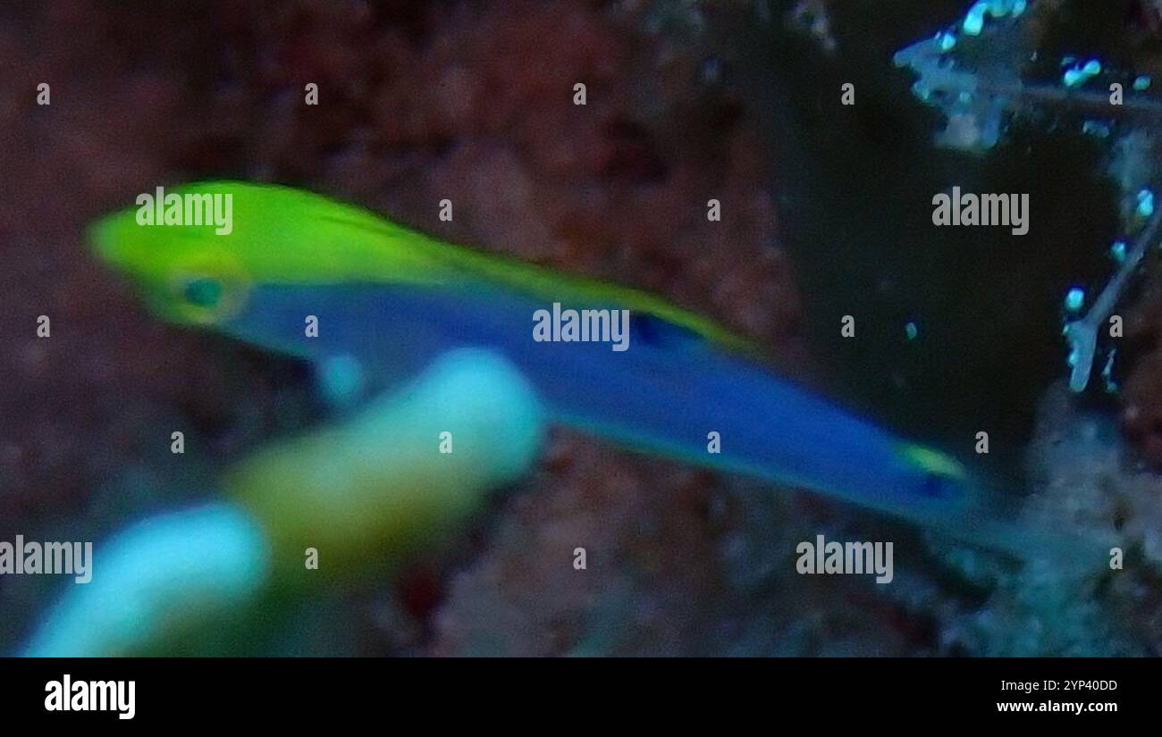 Yellowcheek Wrasse (Halichoeres cyanocephalus Stock Photo - Alamy