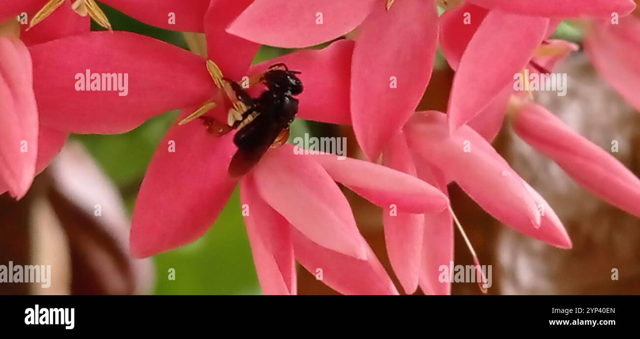 Spiny-legged Stingless bee (Trigona spinipes Stock Photo - Alamy