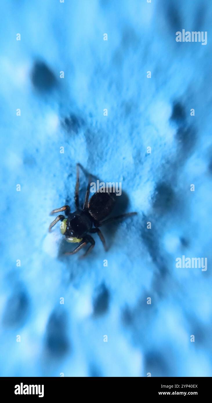 Sun Jumping Spiders (Heliophanus Stock Photo - Alamy
