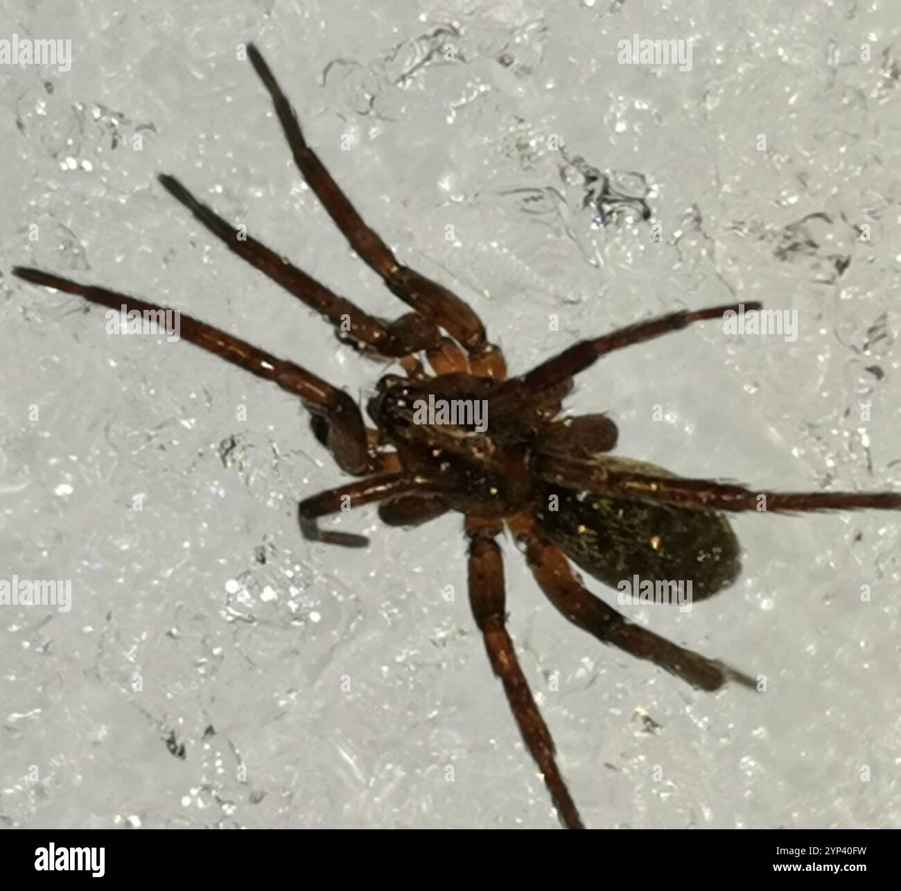 Spiny-legged Sac Spiders (Liocranidae Stock Photo - Alamy