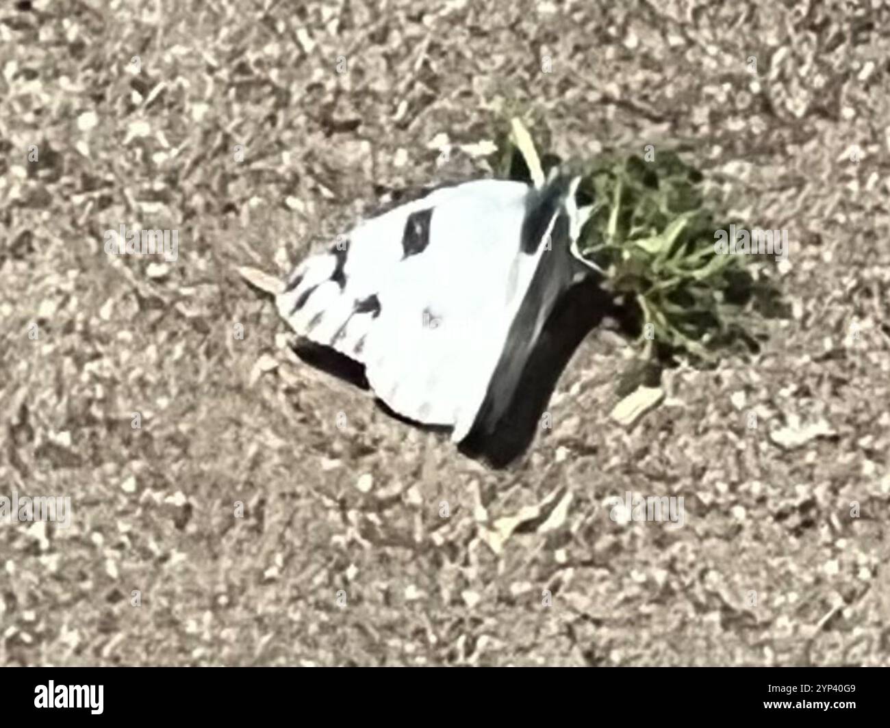 Checkered White (Pontia protodice Stock Photo - Alamy