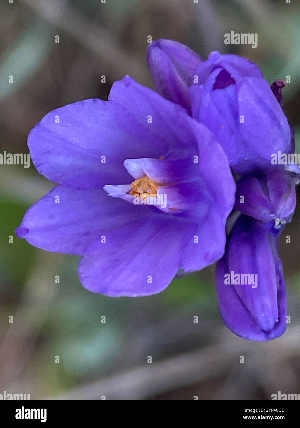 Blue Dicks (Dipterostemon capitatus Stock Photo - Alamy