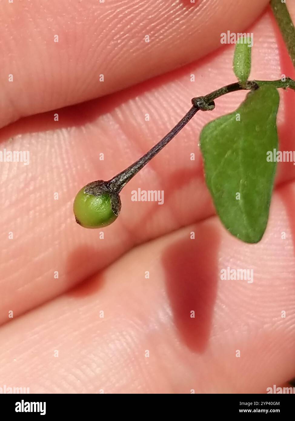 Texas nightshade (Solanum triquetrum Stock Photo - Alamy