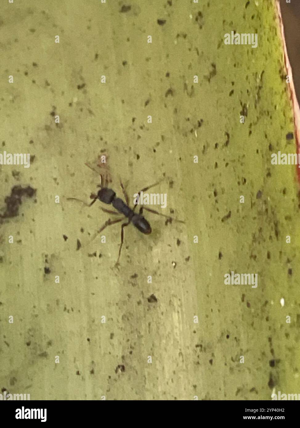 Pony Ants (Rhytidoponera Stock Photo - Alamy