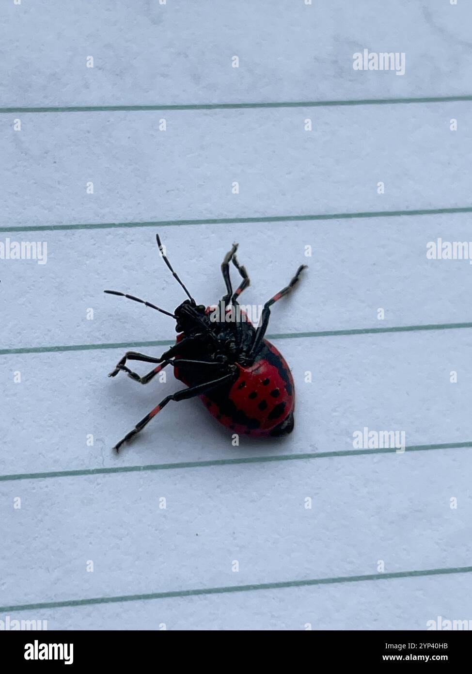 Two-spotted Stink Bug (Perillus bioculatus Stock Photo - Alamy