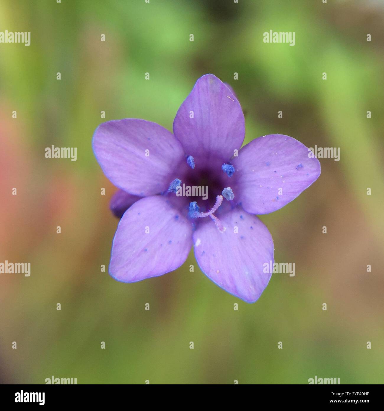 many stemmed California gilia (Gilia achilleifolia multicaulis Stock ...