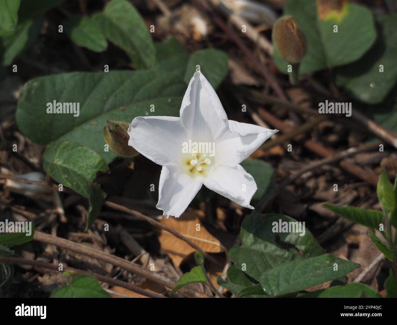 Turpeth (Operculina turpethum Stock Photo - Alamy