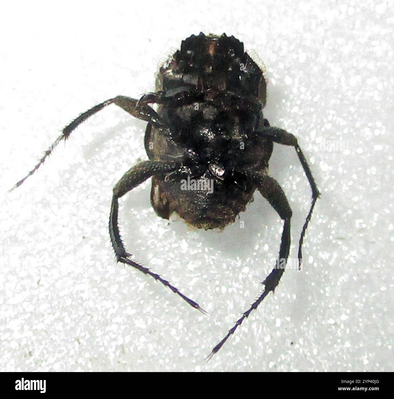Spider Dung Beetles (Sisyphus Stock Photo - Alamy