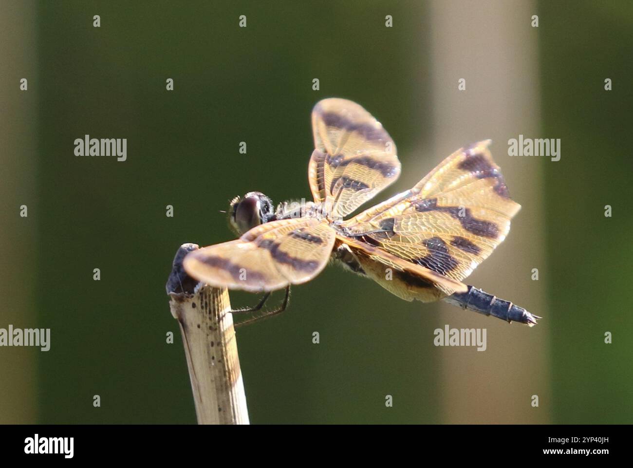 Graphic Flutterer (Rhyothemis graphiptera Stock Photo - Alamy