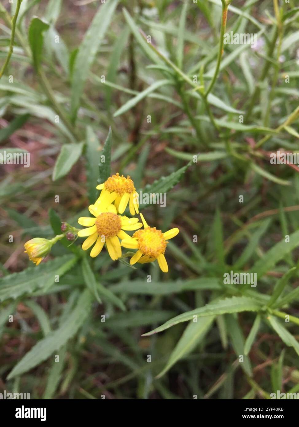 Madagascar Ragwort (Senecio madagascariensis Stock Photo - Alamy
