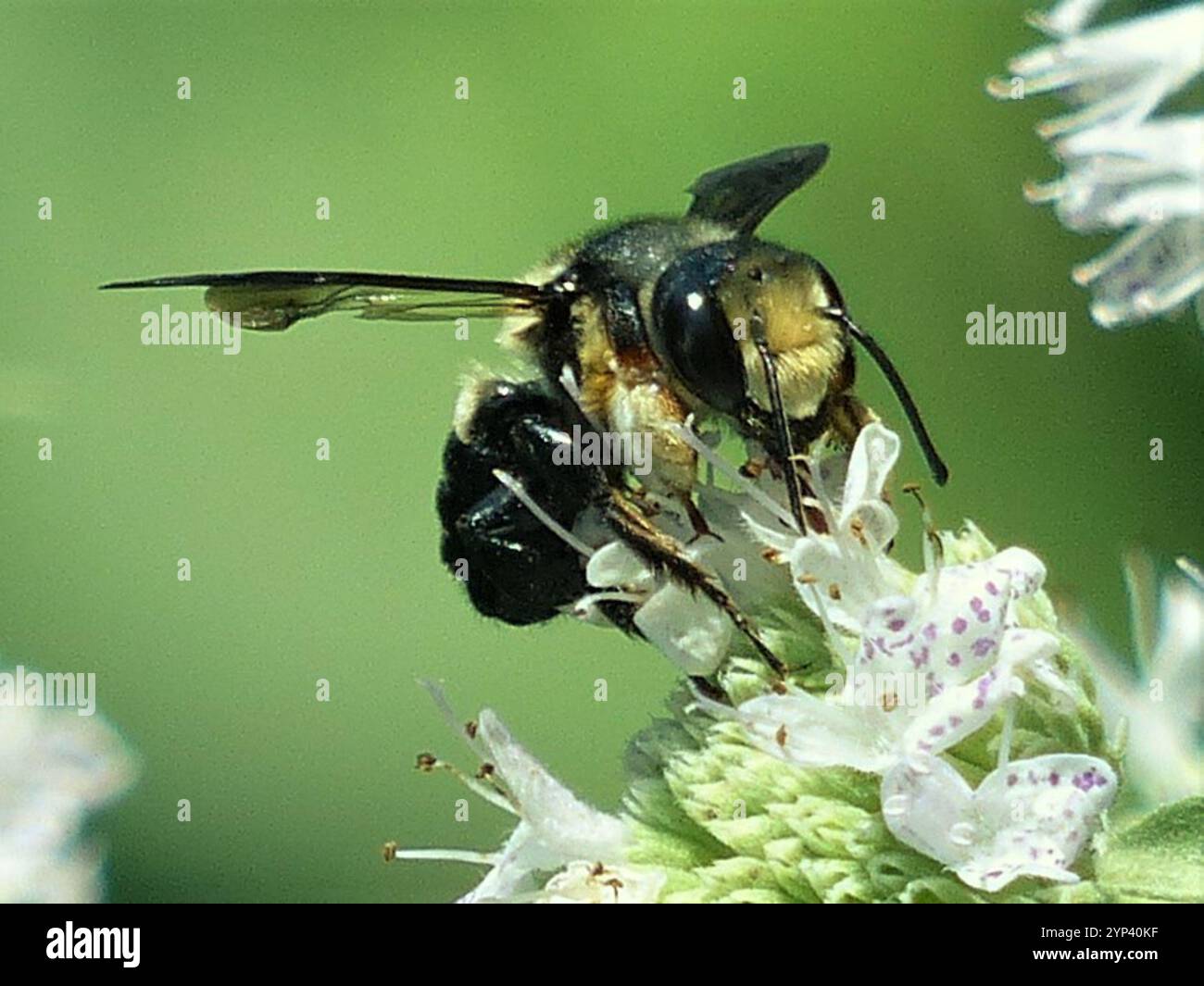 Carpenter-mimic Leafcutter Bee (Megachile xylocopoides Stock Photo - Alamy