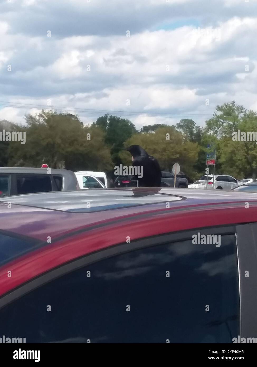 Fish Crow (Corvus ossifragus Stock Photo - Alamy