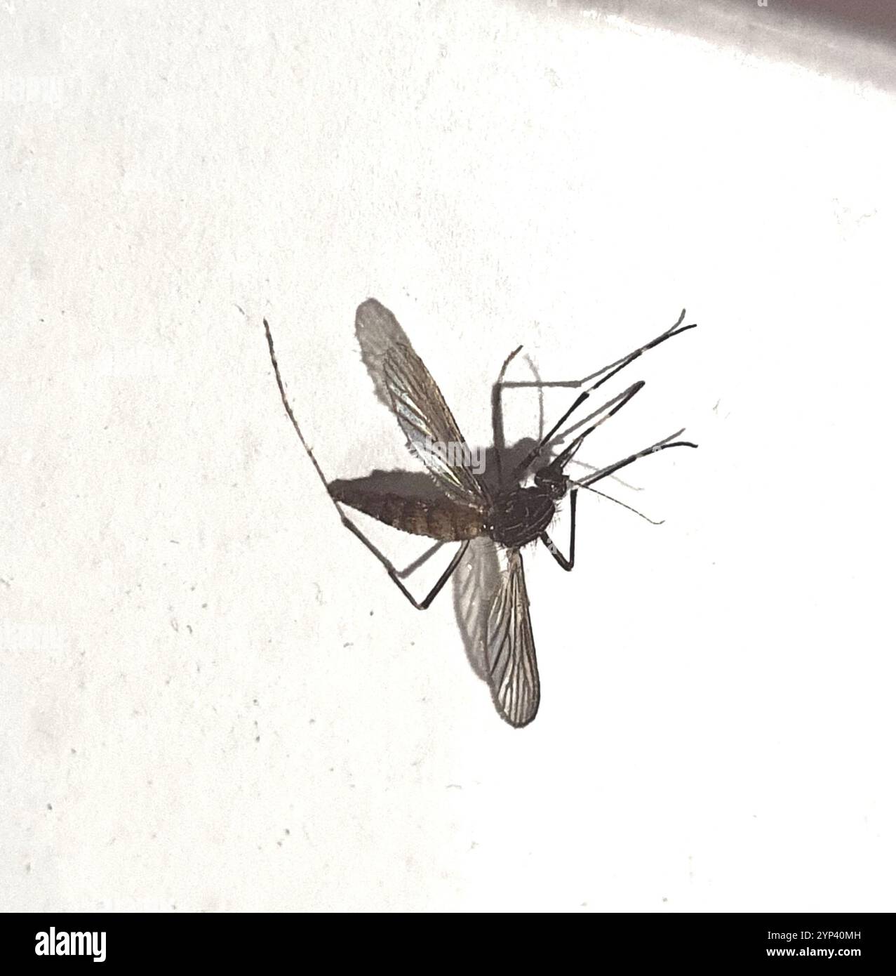 Striped Mosquito (Aedes notoscriptus Stock Photo - Alamy