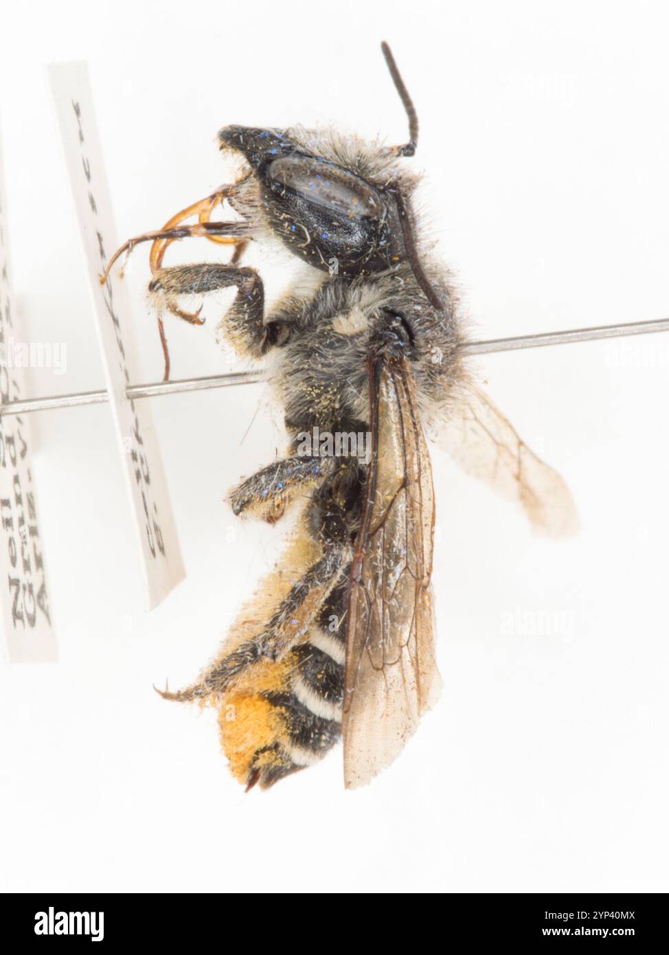 Unarmed Leafcutter Bee (Megachile inermis Stock Photo - Alamy