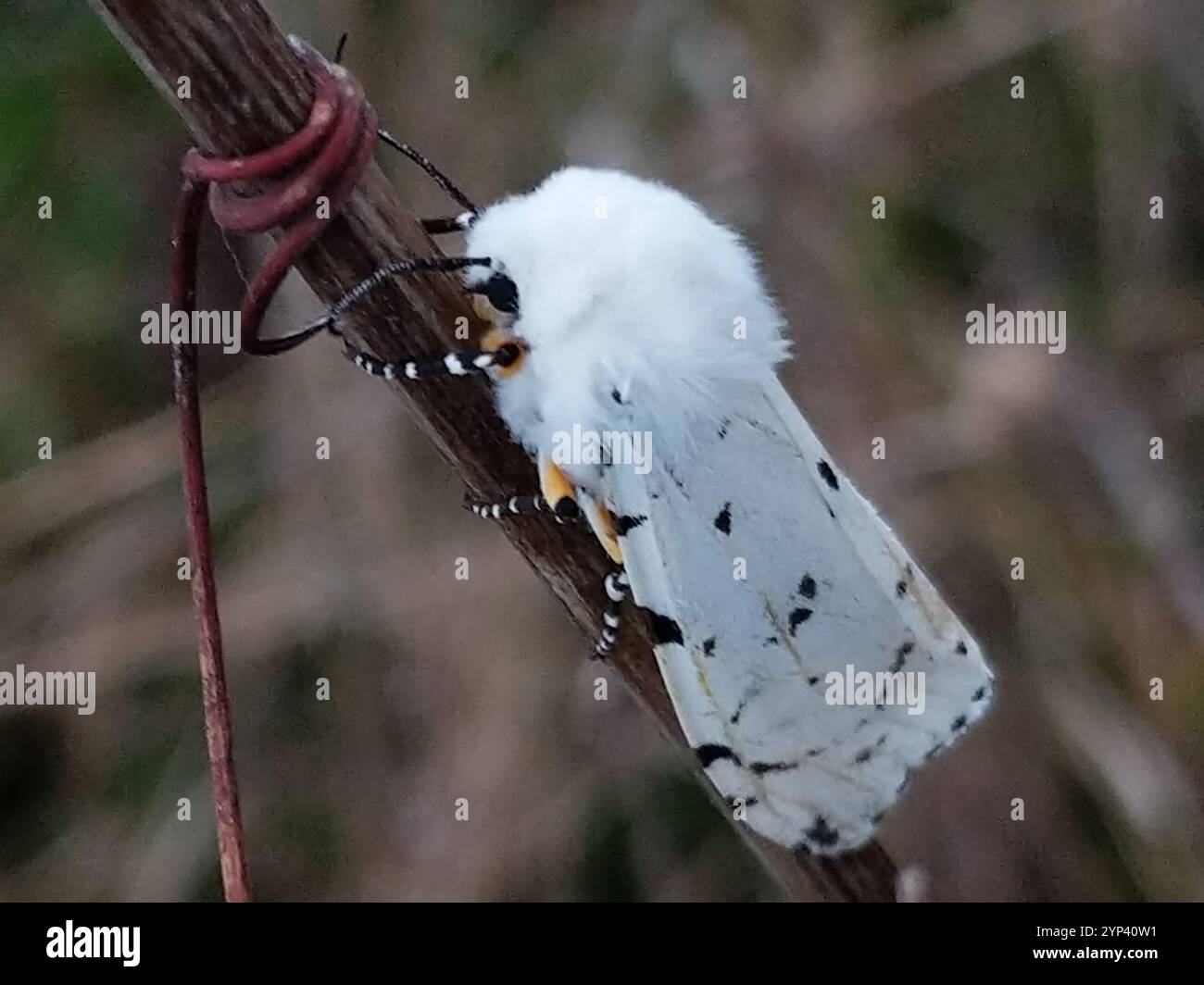 Salt Marsh Moth (Estigmene acrea Stock Photo - Alamy