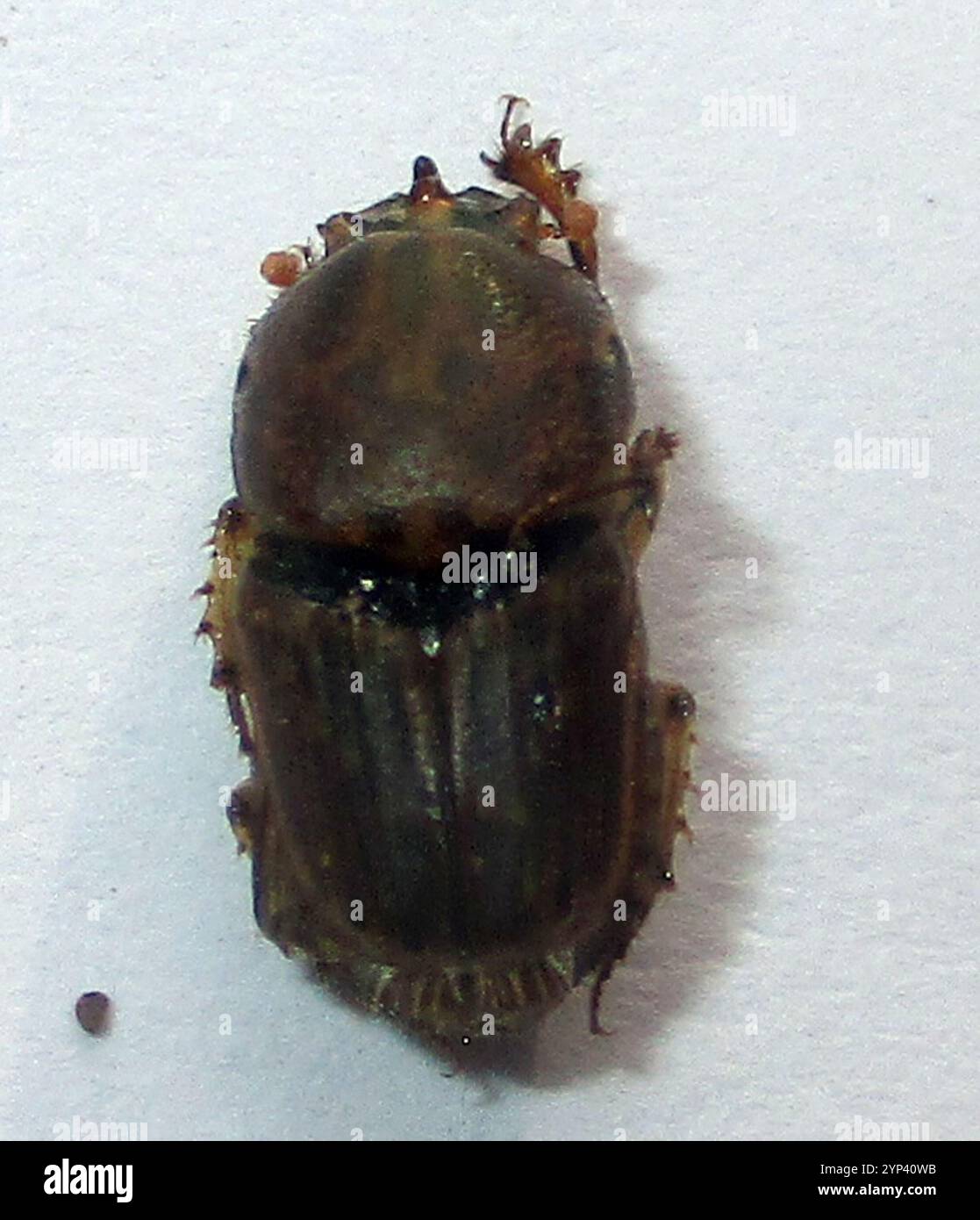 Northern Sandy Dung Beetle (Euoniticellus intermedius Stock Photo - Alamy