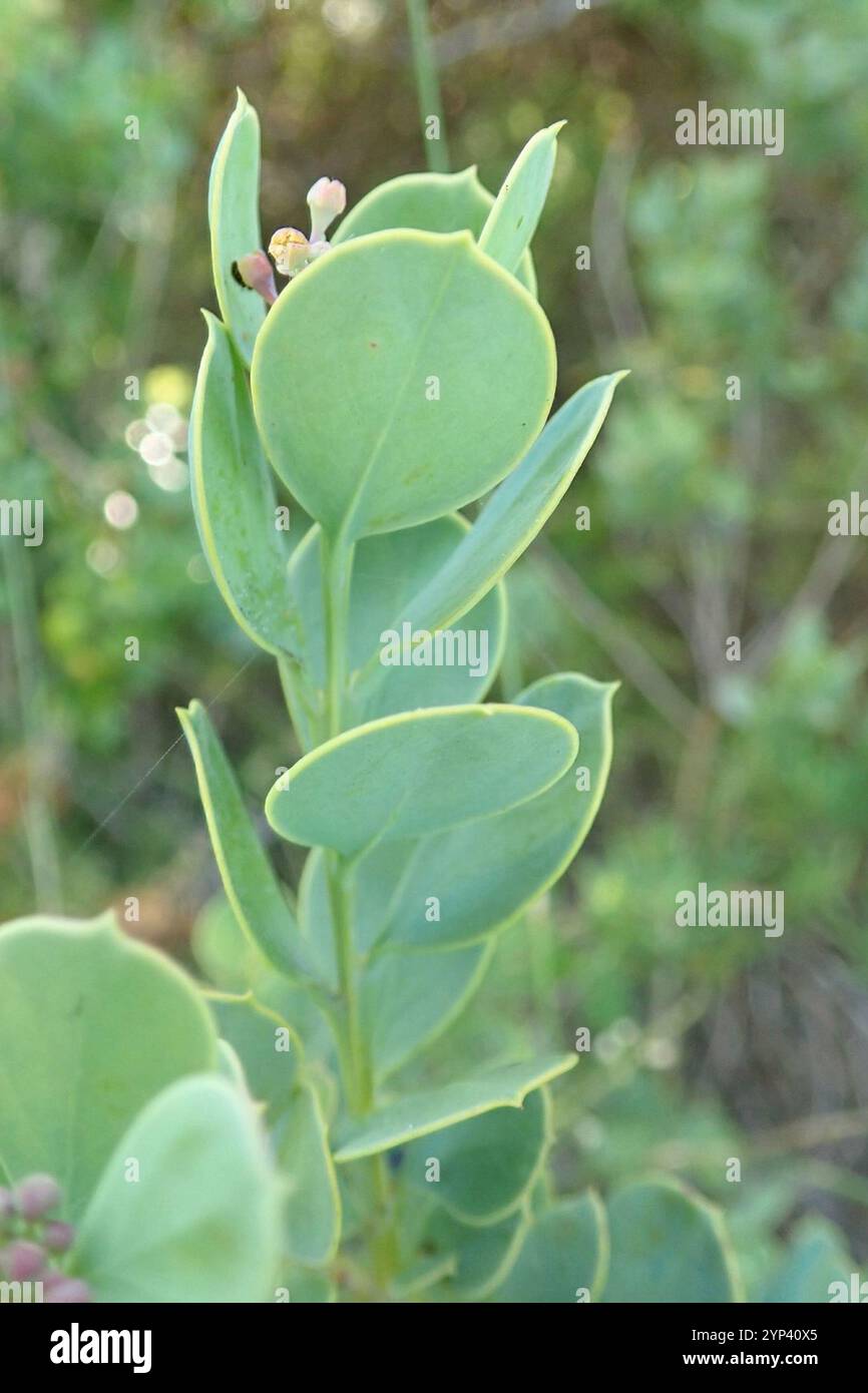Cape Sumach (Colpoon compressum Stock Photo - Alamy