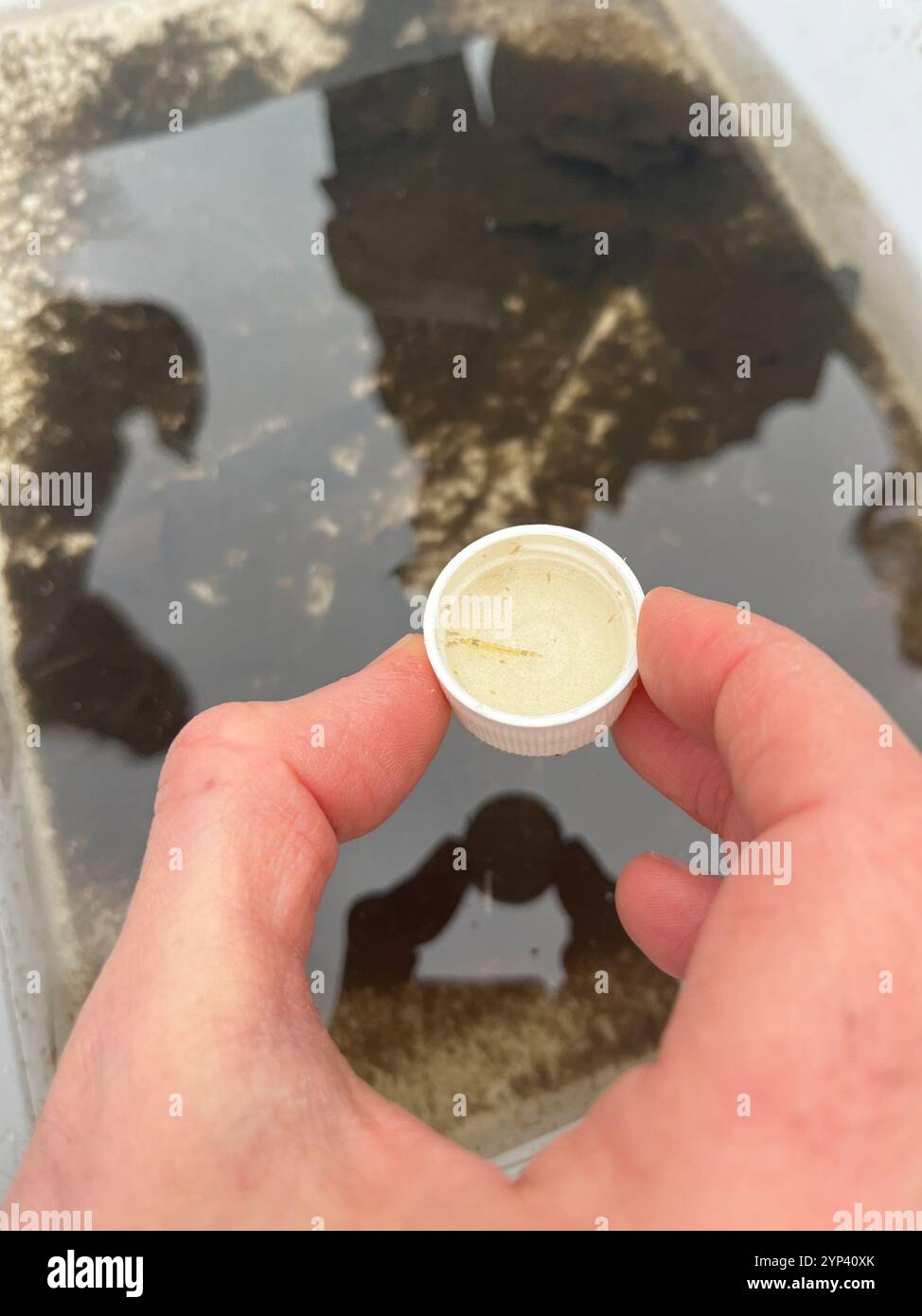 Phantom midges hi-res stock photography and images - Alamy