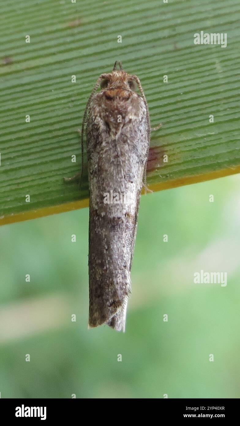 Sharp-Tipped Bell Moth (Epalxiphora axenana Stock Photo - Alamy