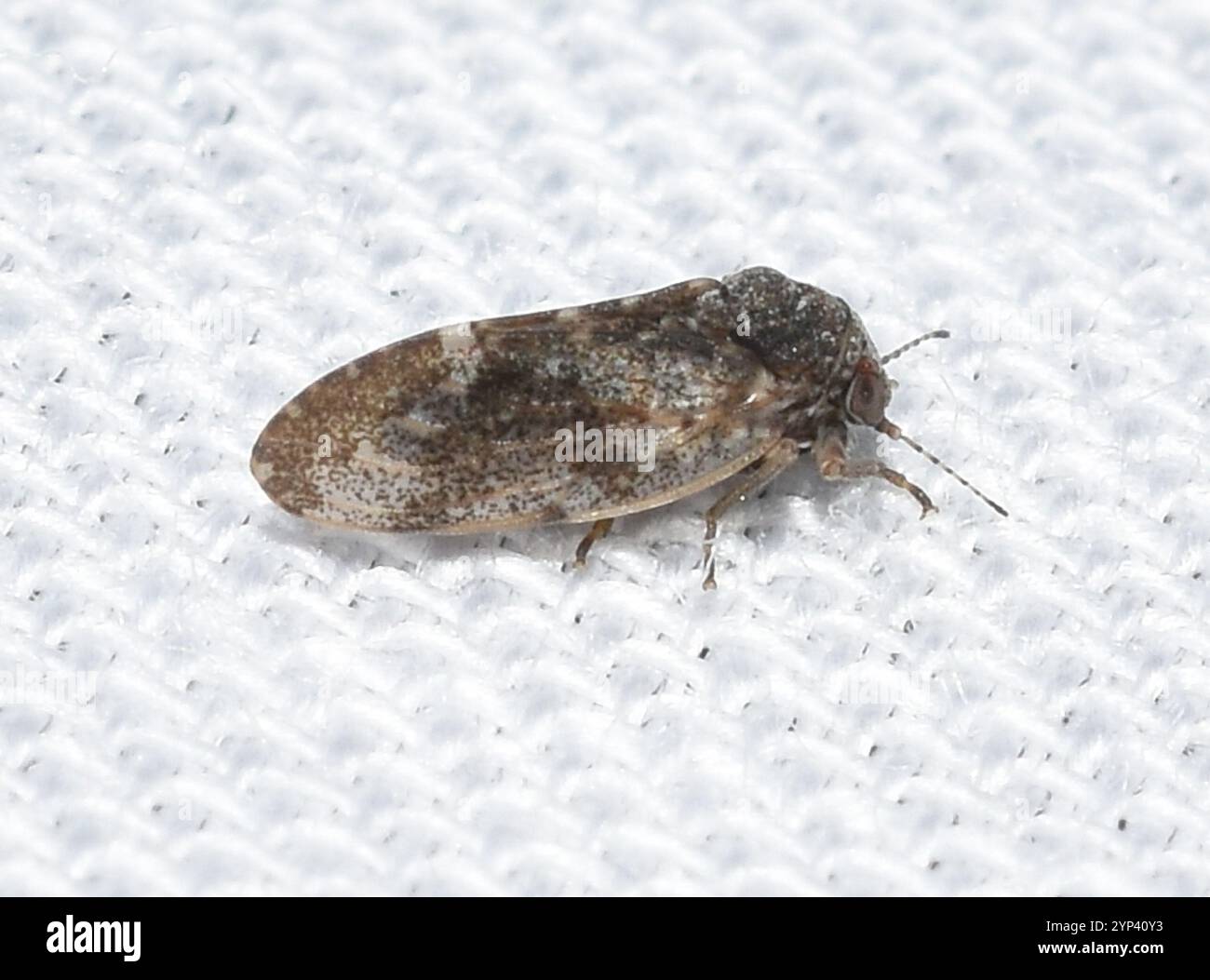 Psylloidea hi-res stock photography and images - Alamy