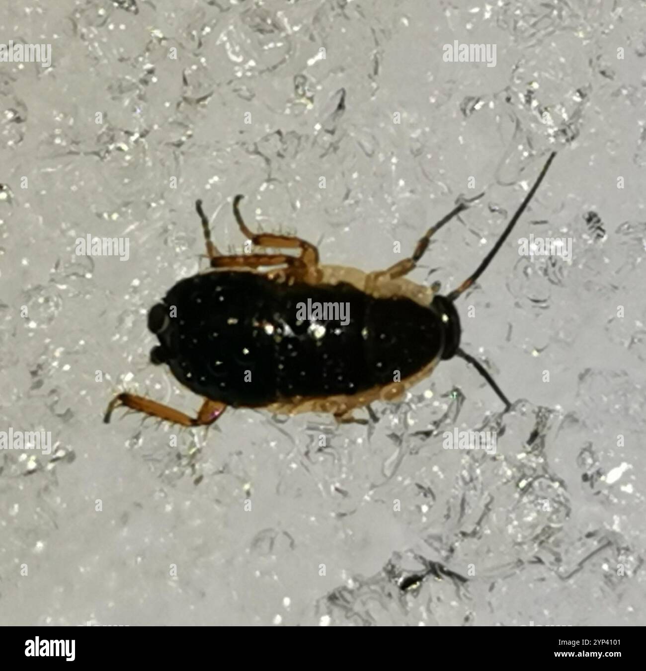 Forest Cockroach (Ectobius sylvestris Stock Photo - Alamy