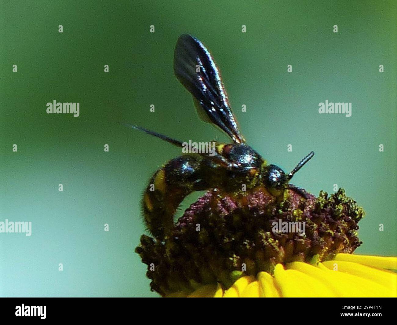 Noble Scoliid Wasp (Scolia nobilitata Stock Photo - Alamy