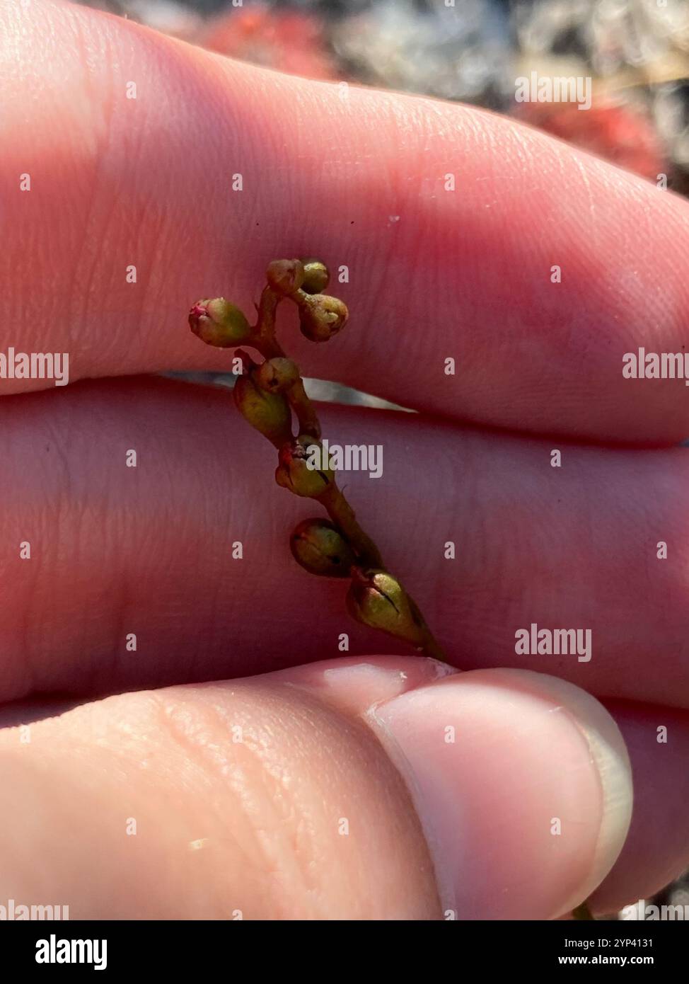 Pink Sundew (Drosera capillaris Stock Photo - Alamy