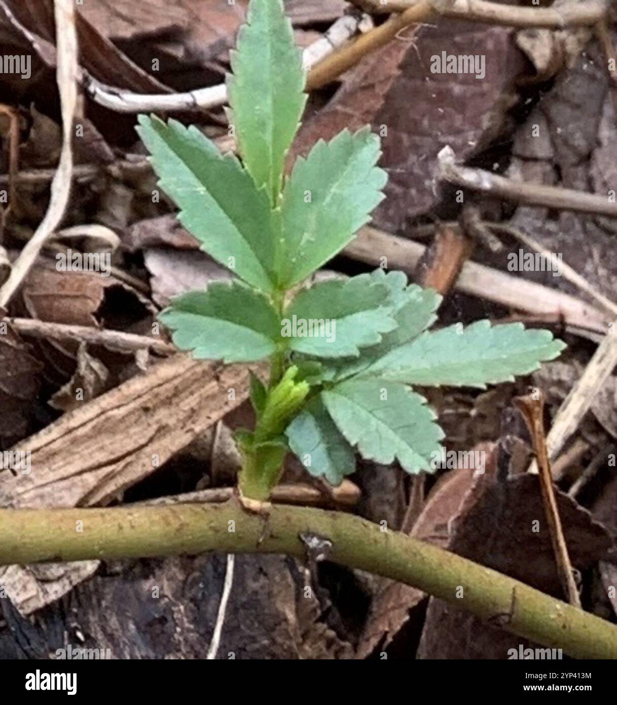 White prairie rose (Rosa foliolosa Stock Photo - Alamy