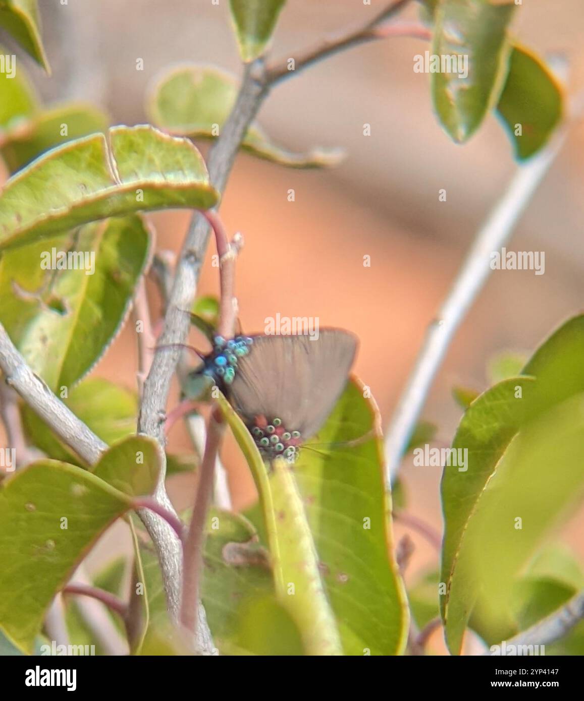 Great Purple Hairstreak (Atlides halesus Stock Photo - Alamy