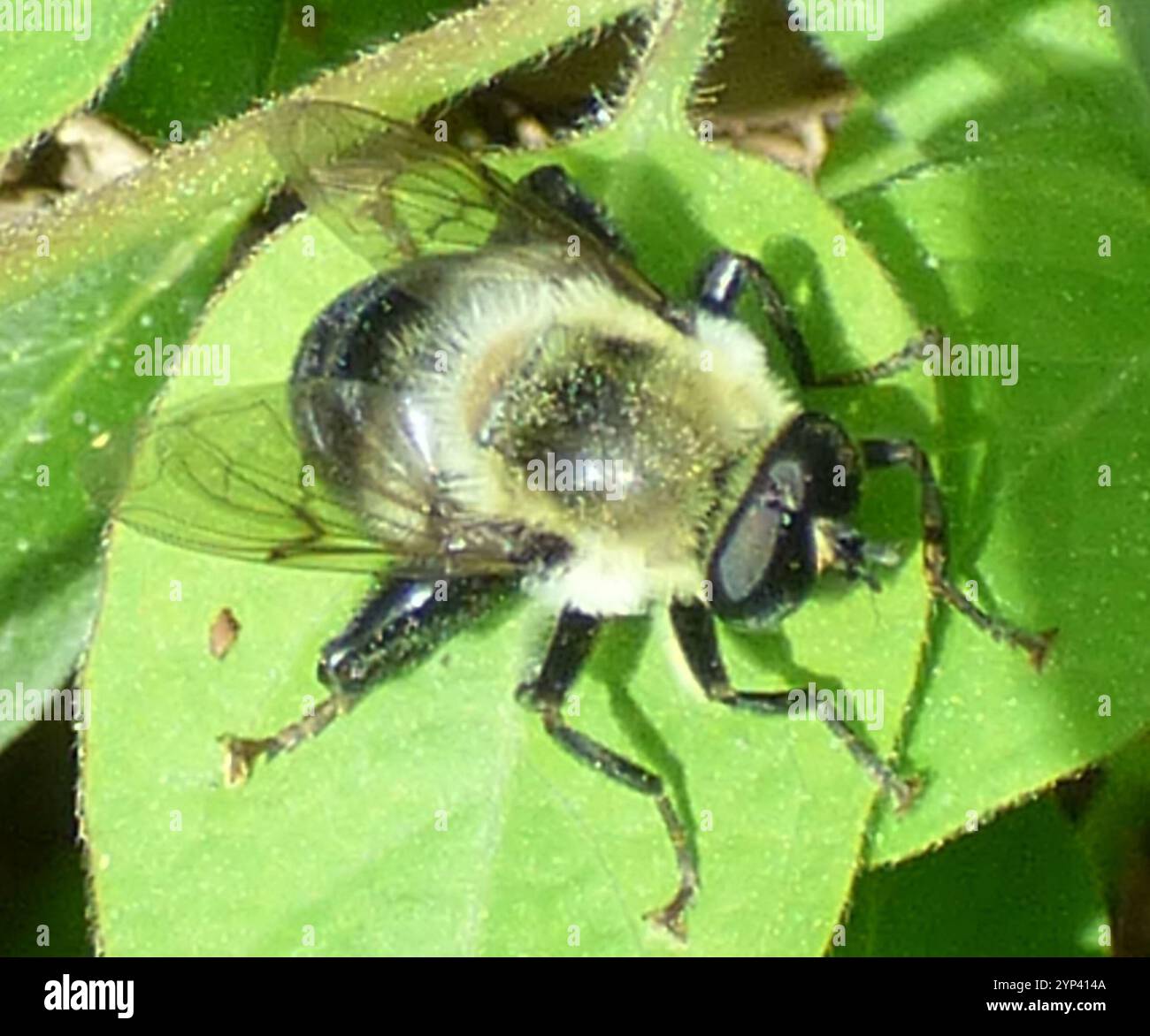 Hairy-eyed Bee-mimic Fly (Mallota posticata Stock Photo - Alamy