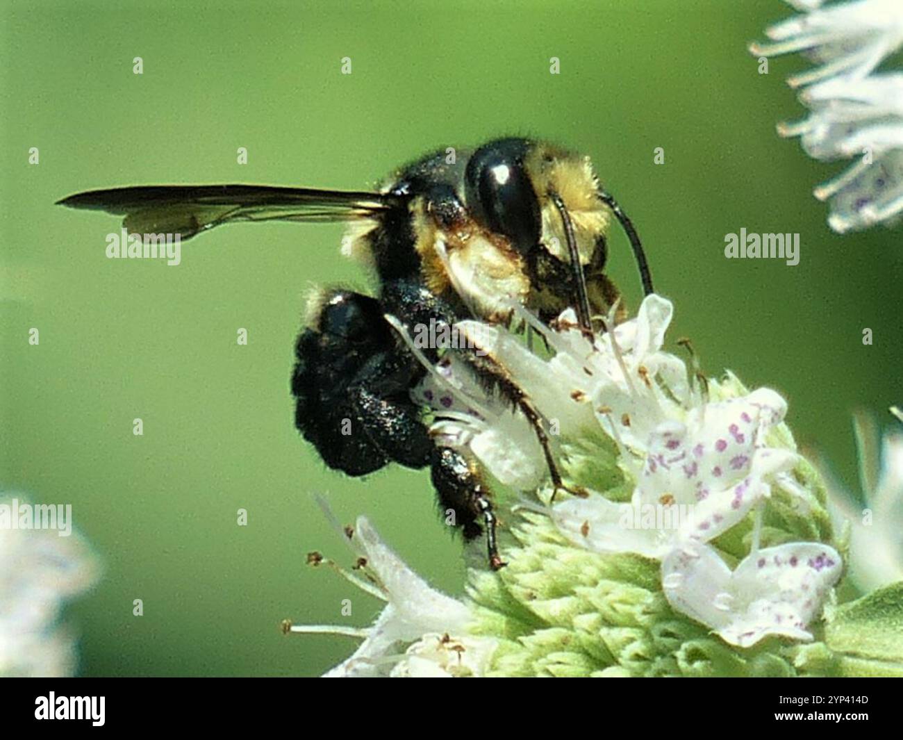 Carpenter-mimic Leafcutter Bee (Megachile xylocopoides Stock Photo - Alamy