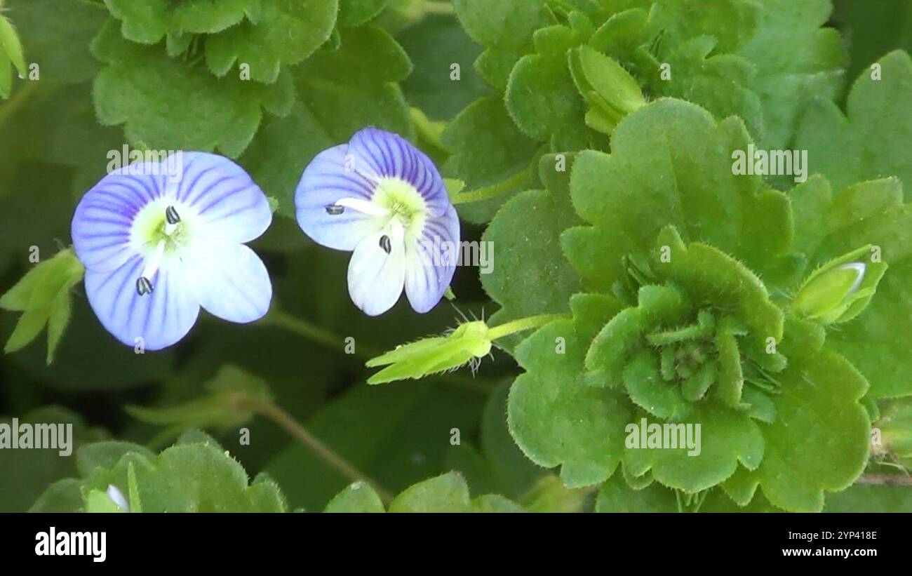 bird's-eye speedwell (Veronica persica Stock Photo - Alamy