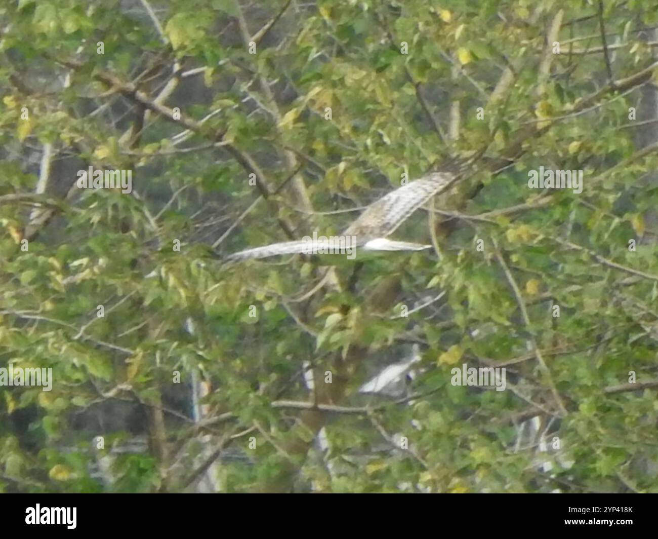 Eastern Marsh Harrier (Circus spilonotus Stock Photo - Alamy