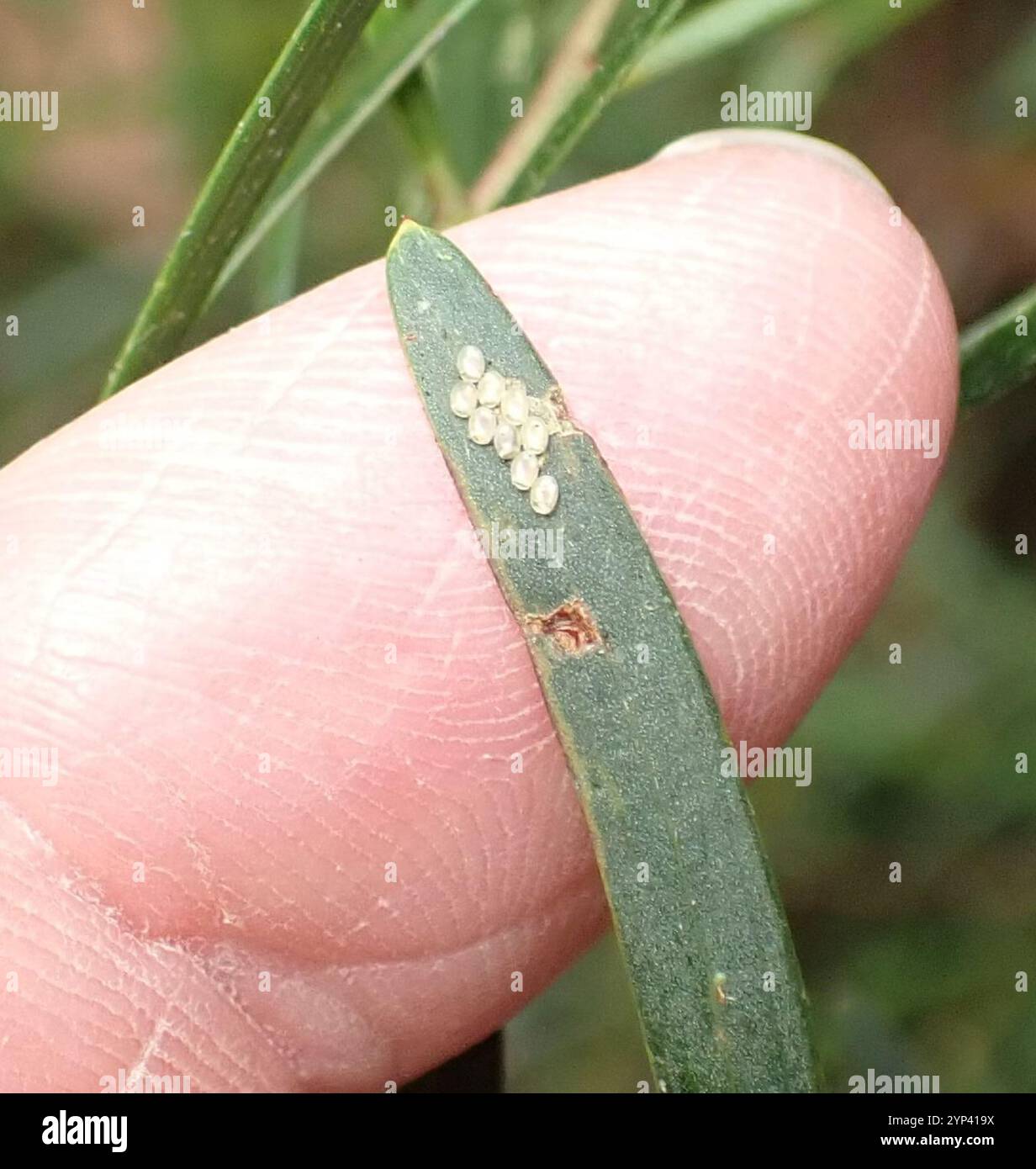 True Bugs (Heteroptera Stock Photo - Alamy
