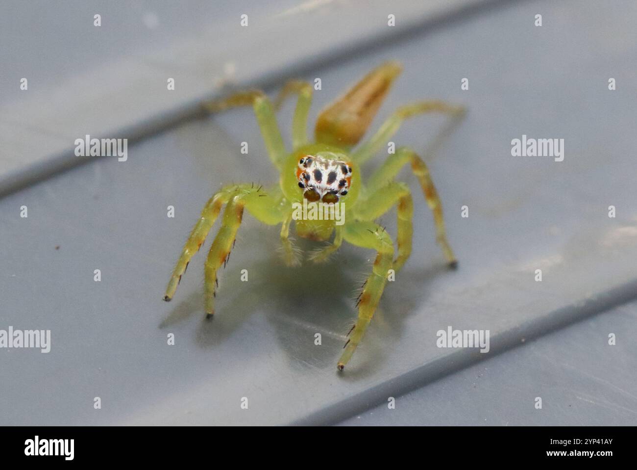 Green Jumping Spider (Mopsus mormon Stock Photo - Alamy