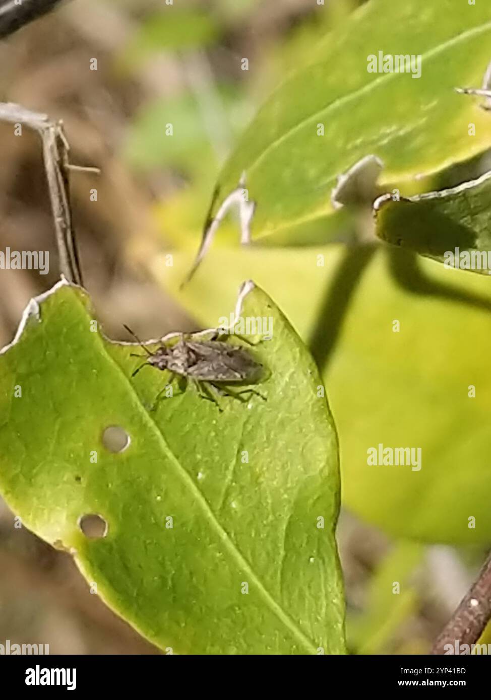 False chinch bugs (Nysius Stock Photo - Alamy