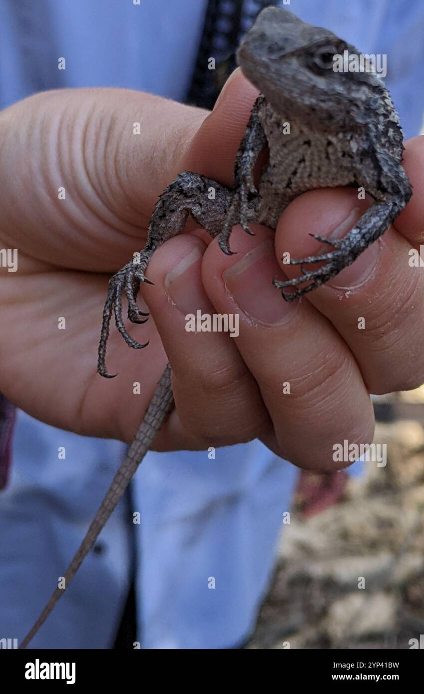 Texas Spiny Lizard (Sceloporus olivaceus Stock Photo - Alamy