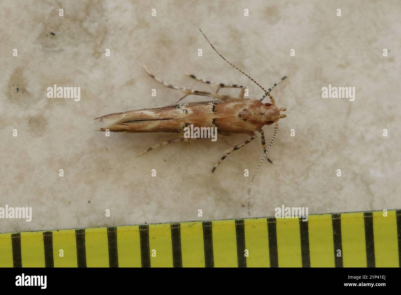 Pink Scavenger Caterpillar Moth (Anatrachyntis rileyi Stock Photo - Alamy