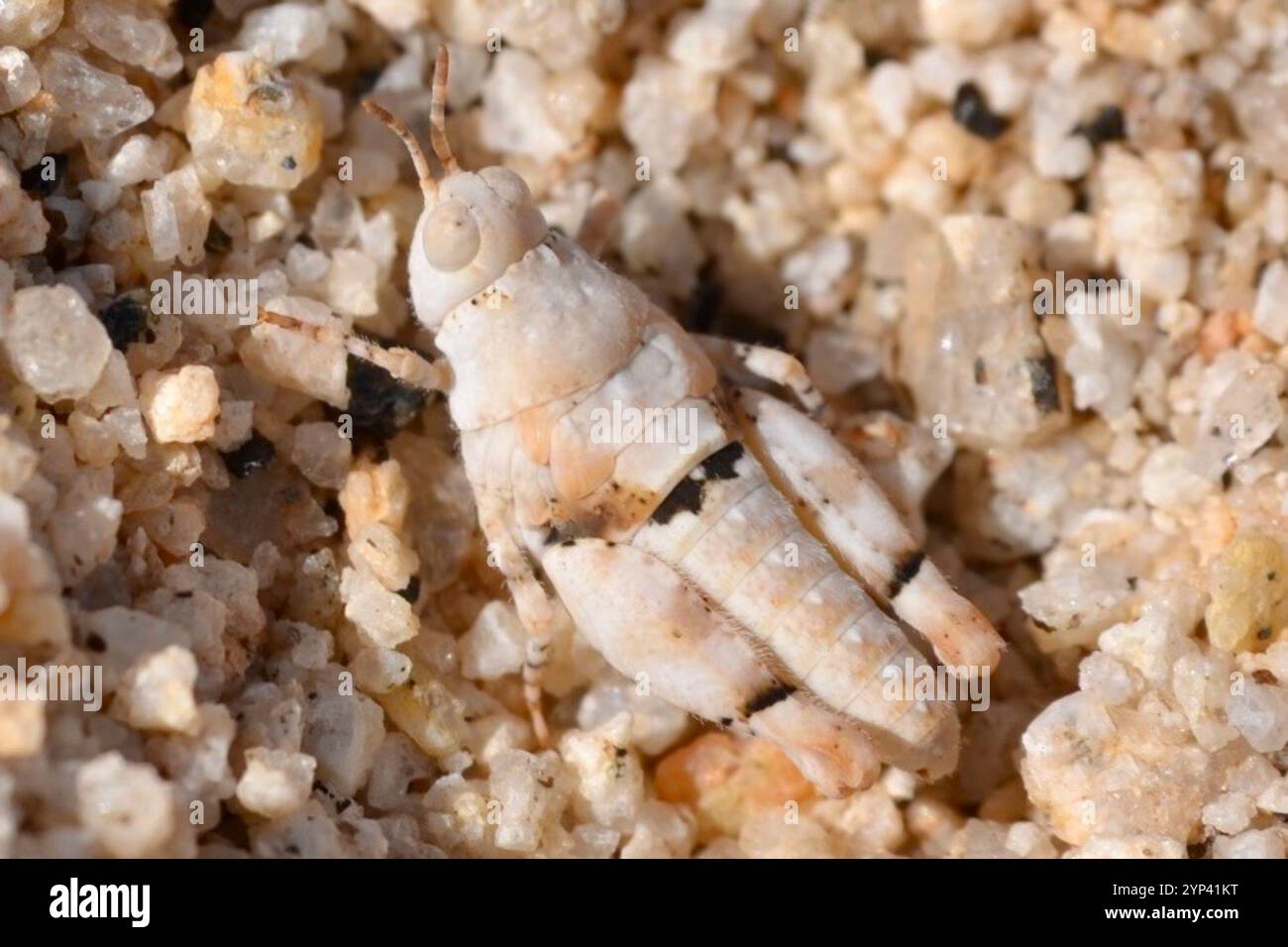 Cream Grasshopper (Cibolacris parviceps Stock Photo - Alamy