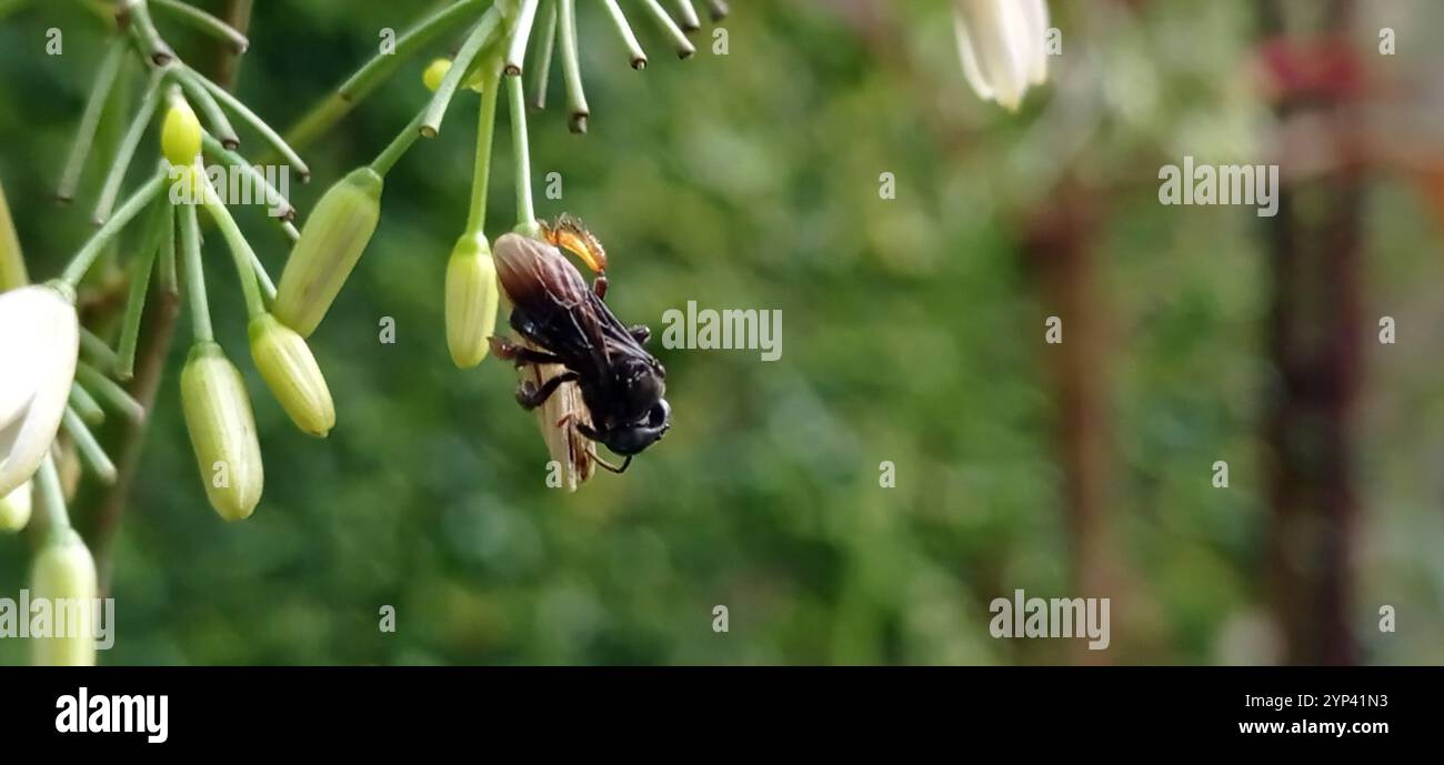 Spiny-legged Stingless bee (Trigona spinipes Stock Photo - Alamy