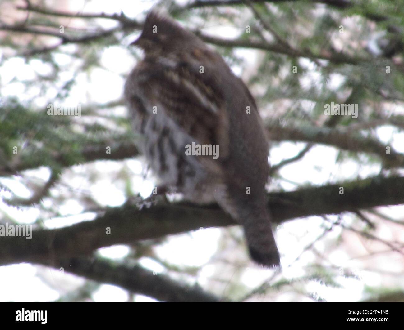 Ruffed Grouse (Bonasa umbellus Stock Photo - Alamy