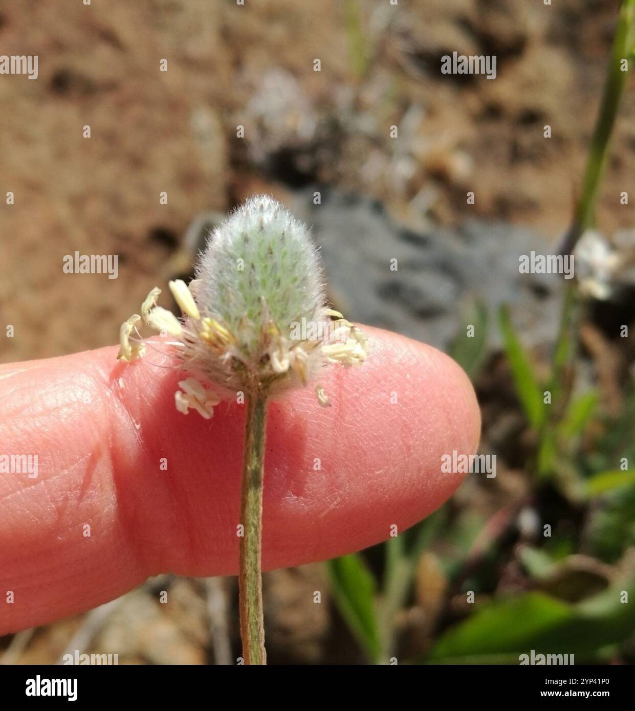 Hare's-foot Plantain (Plantago lagopus Stock Photo - Alamy
