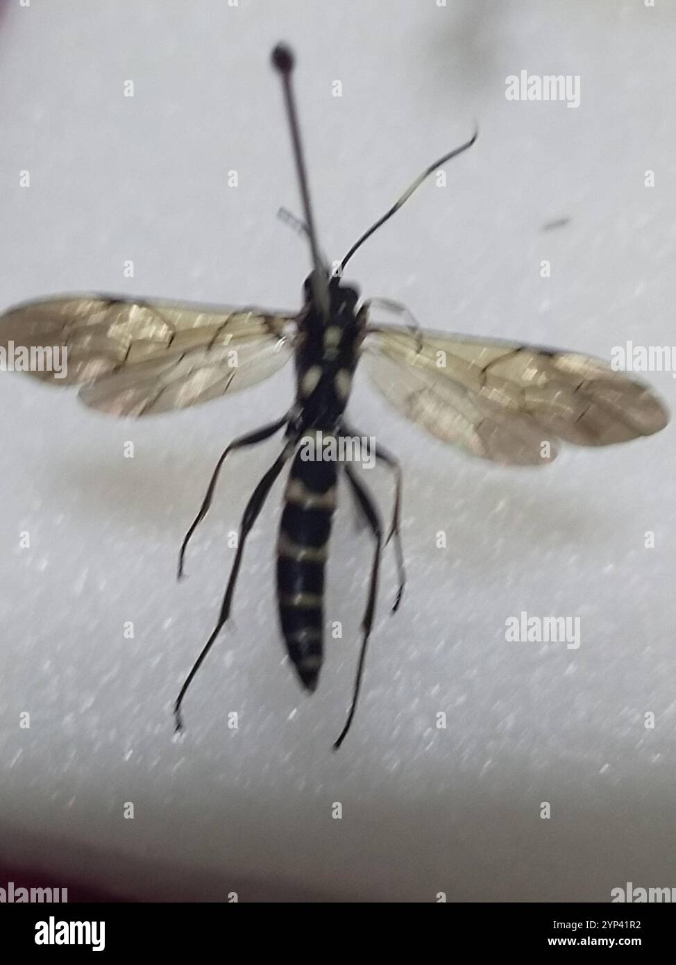 Gotra hi-res stock photography and images - Alamy